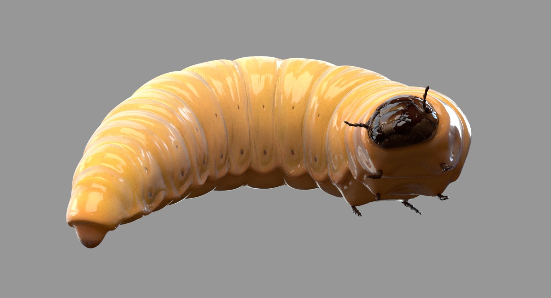 3D realistic maggot - TurboSquid 1425173