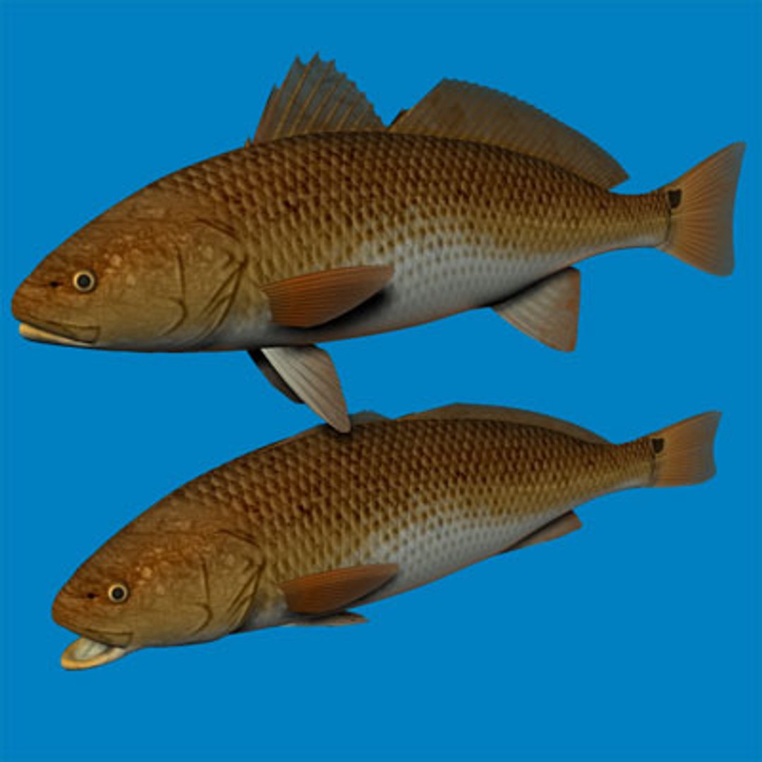 3ds Red Drum
