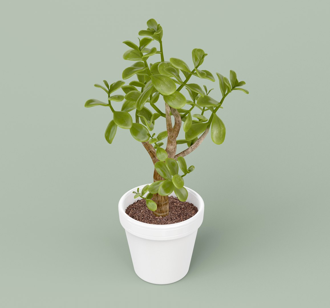 3D Jade Plant Model - TurboSquid 2243778