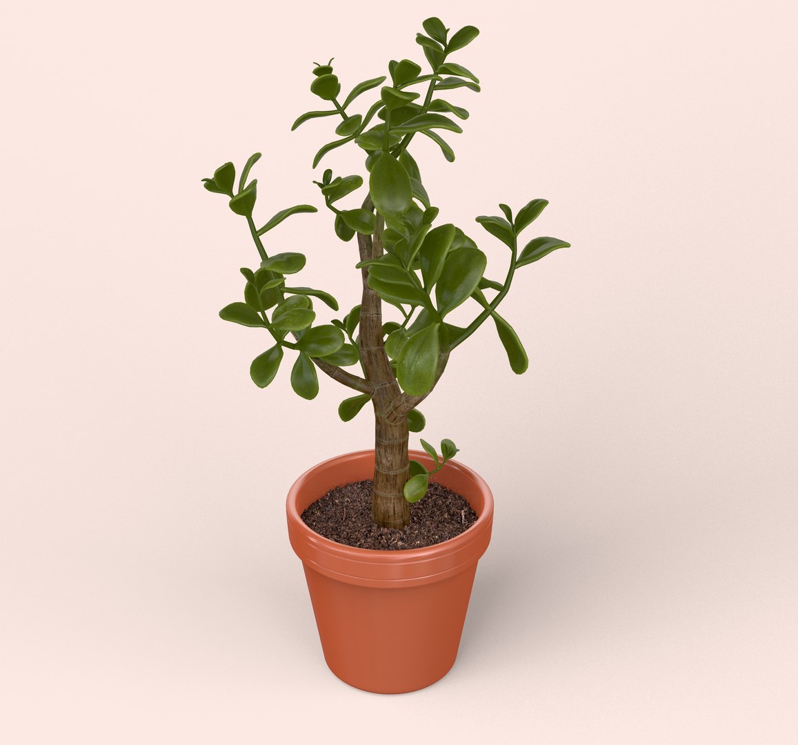 3D Jade Plant Model - TurboSquid 2243778