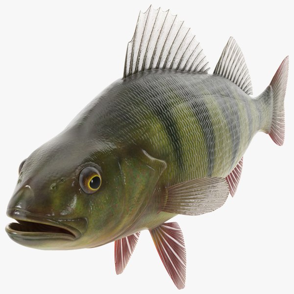 Perca 3D Modelos para Descargar | TurboSquid