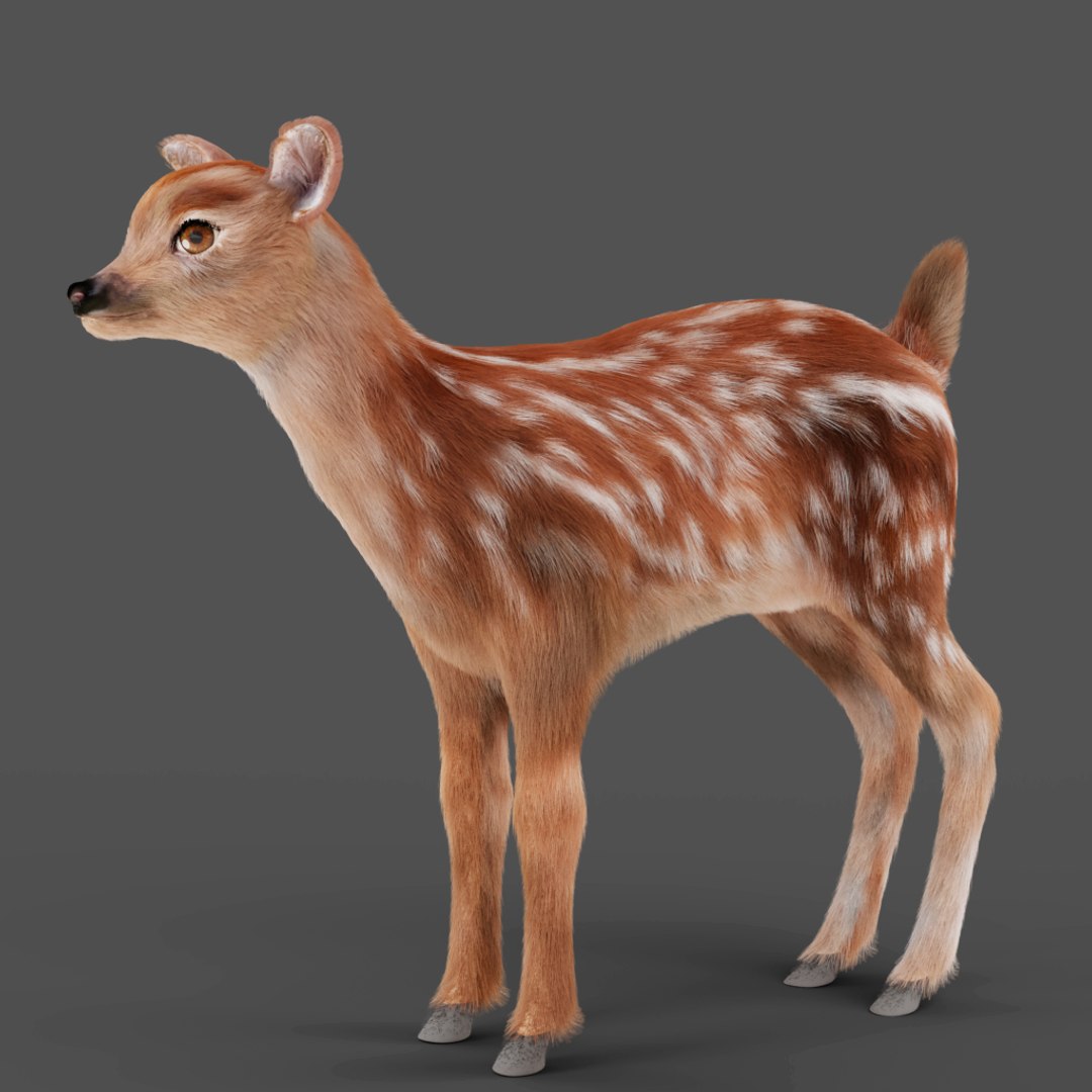3D Fur Fawn Deer NO Rigged Blender Model - TurboSquid 1979464