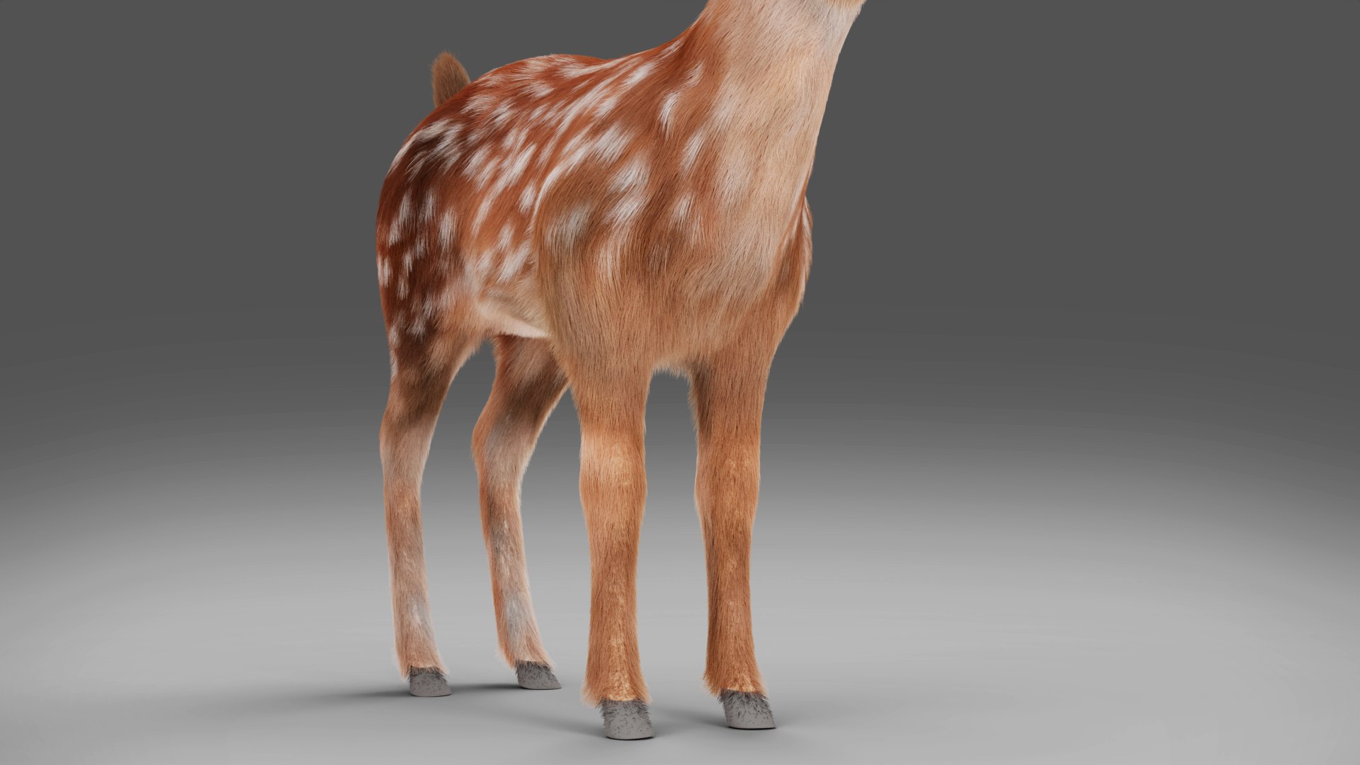 3D Fur Fawn Deer NO Rigged Blender Model - TurboSquid 1979464