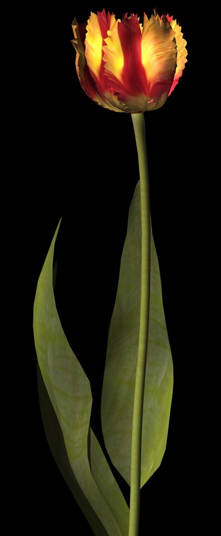maya plant flower