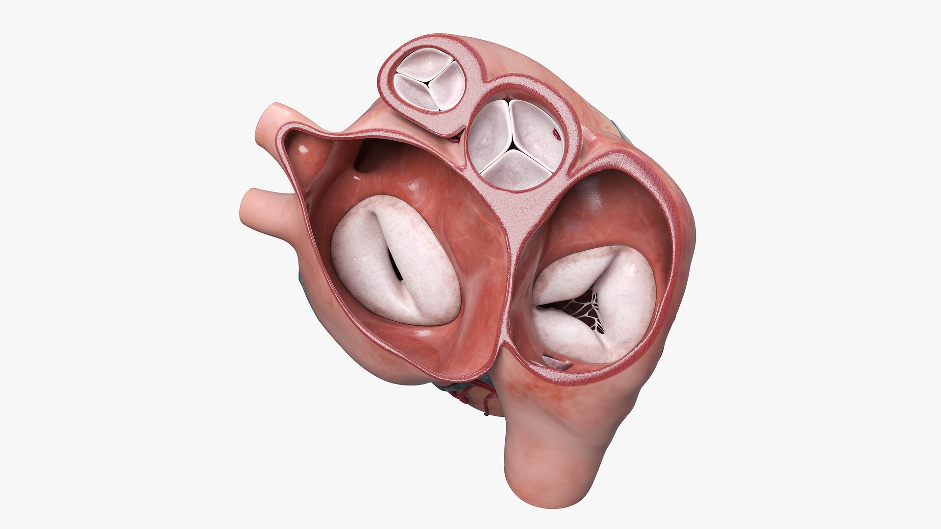 Heart Transverse Section V2 Static 3D Model - TurboSquid 1749818