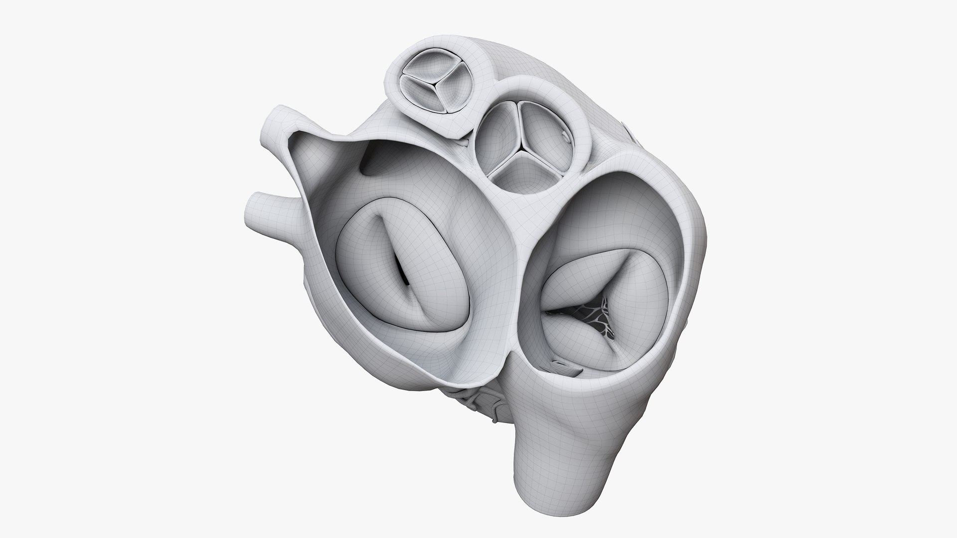 Heart Transverse Section V2 Static 3D Model - TurboSquid 1749818