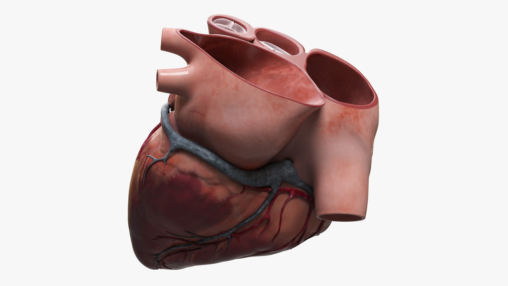 Heart Transverse Section V2 Static 3D Model - TurboSquid 1749818