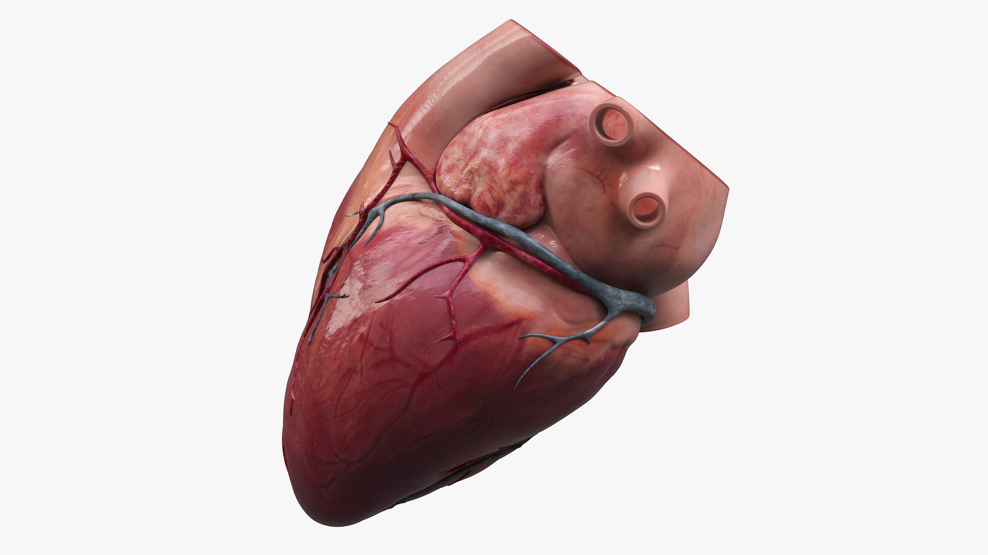Heart Transverse Section V2 Static 3D Model - TurboSquid 1749818
