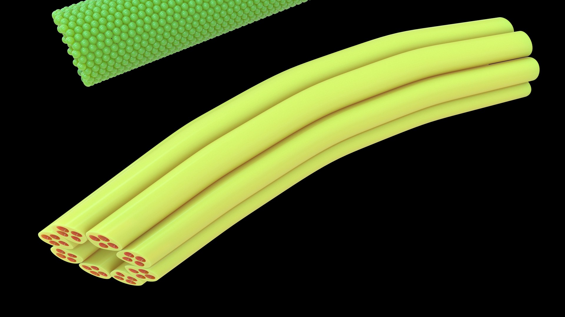 3D Model Microtubules Microfilaments And Intermediate Filaments ...