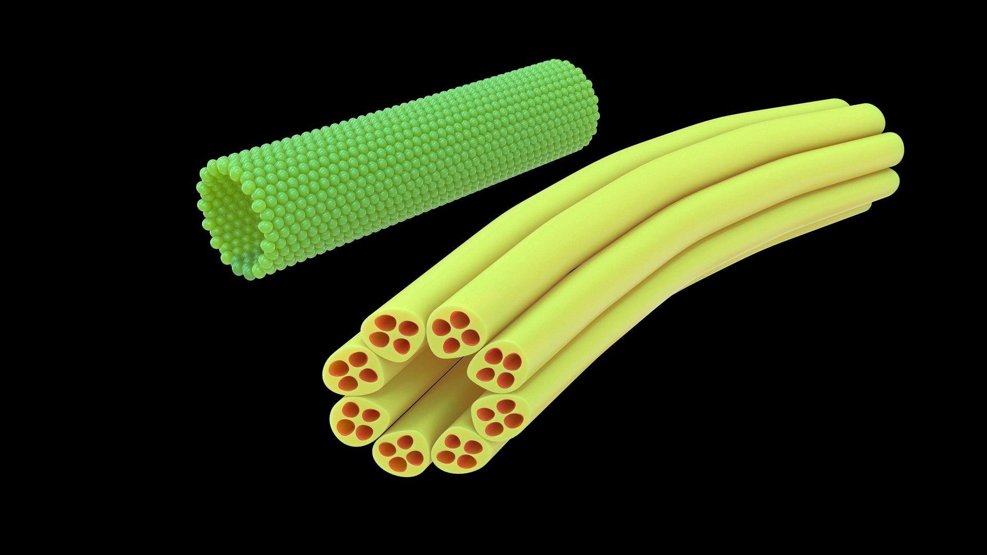 3D Model Microtubules Microfilaments And Intermediate Filaments ...