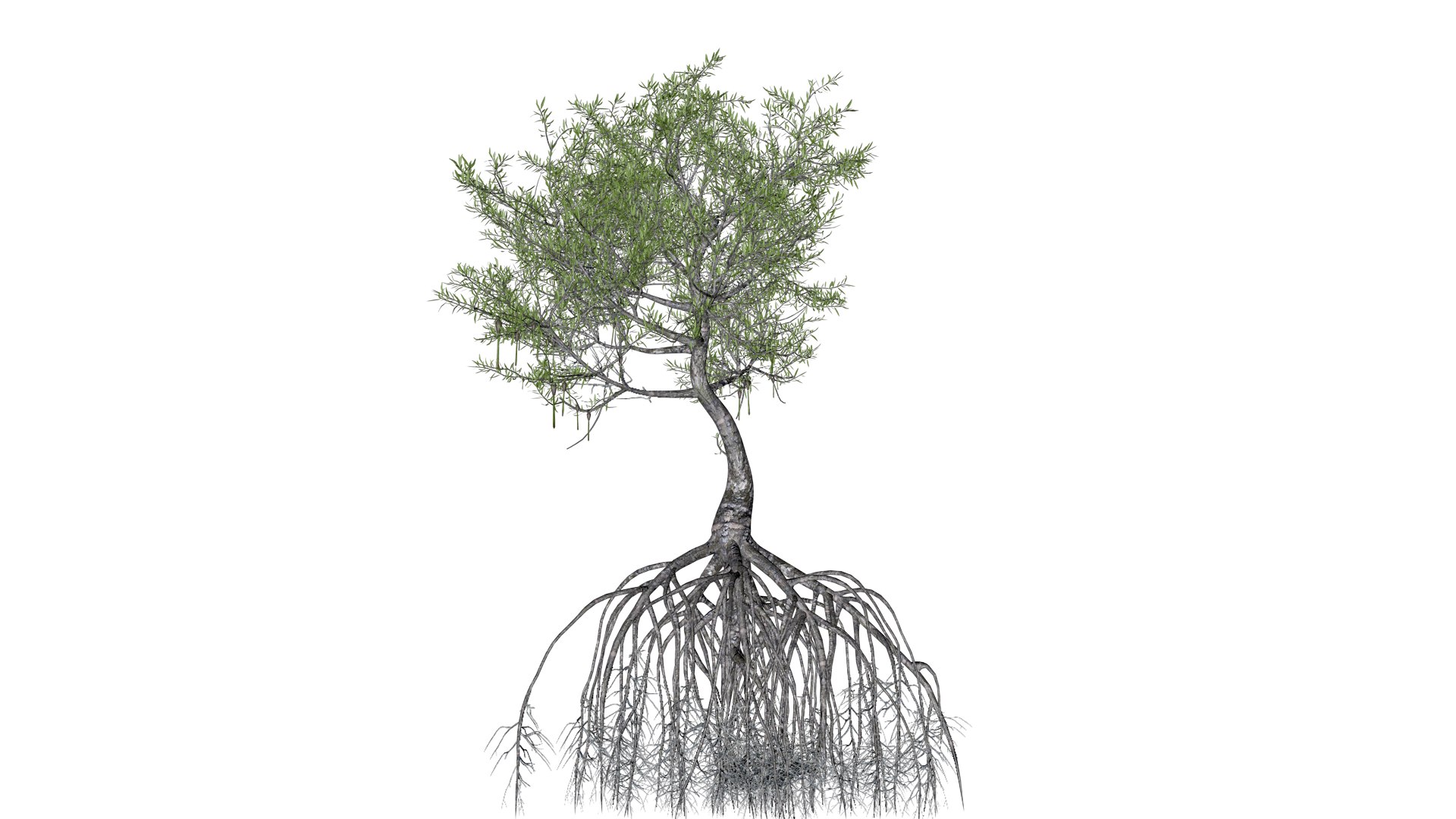 Red Mangrove Tree - 01 - 3D Model - TurboSquid 2377699
