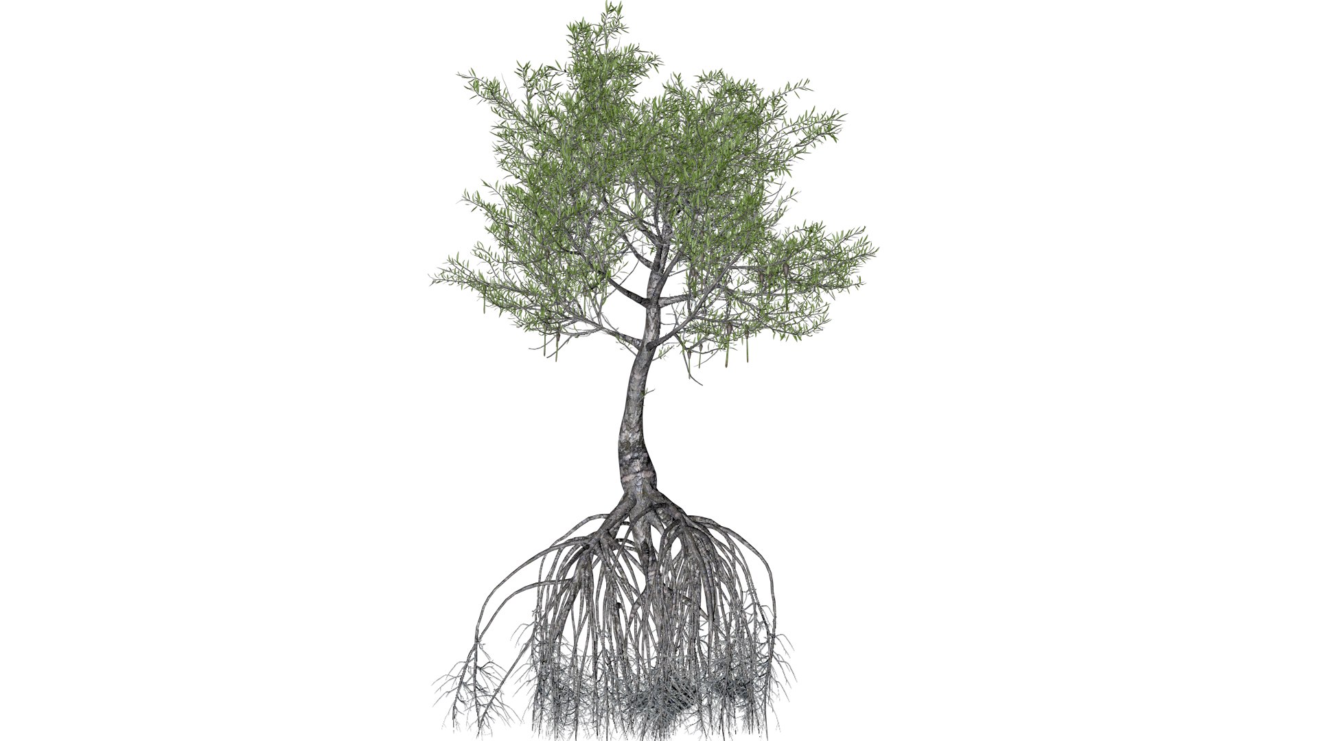 Red Mangrove Tree - 01 - 3D Model - TurboSquid 2377699