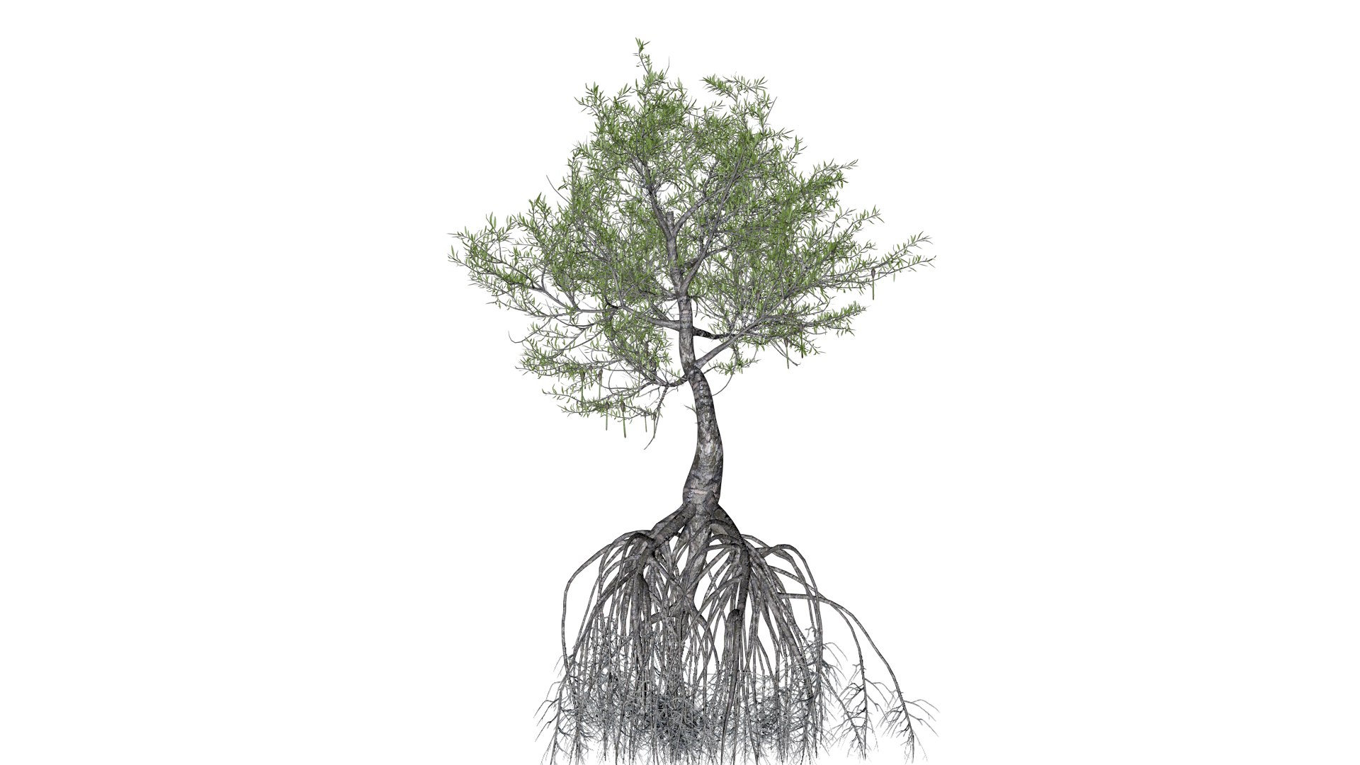 Red Mangrove Tree - 01 - 3D Model - TurboSquid 2377699