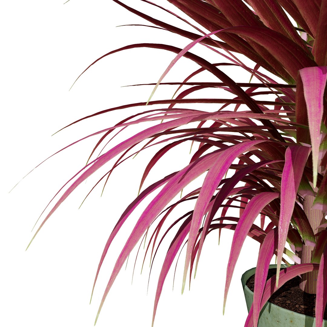 Dragon Palm Tree Collection Model - TurboSquid 2256969