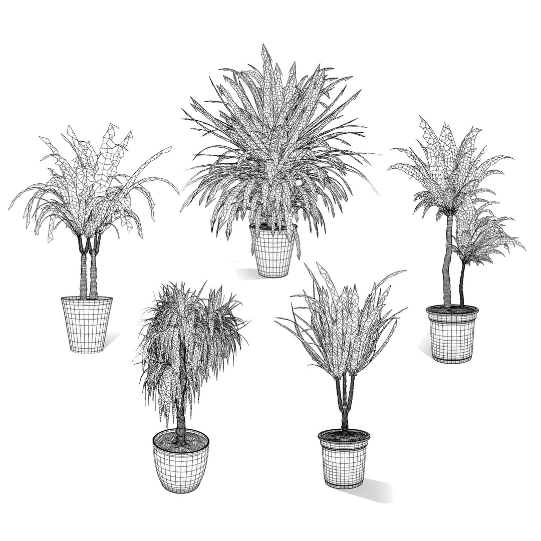 Dragon Palm Tree Collection Model - TurboSquid 2256969