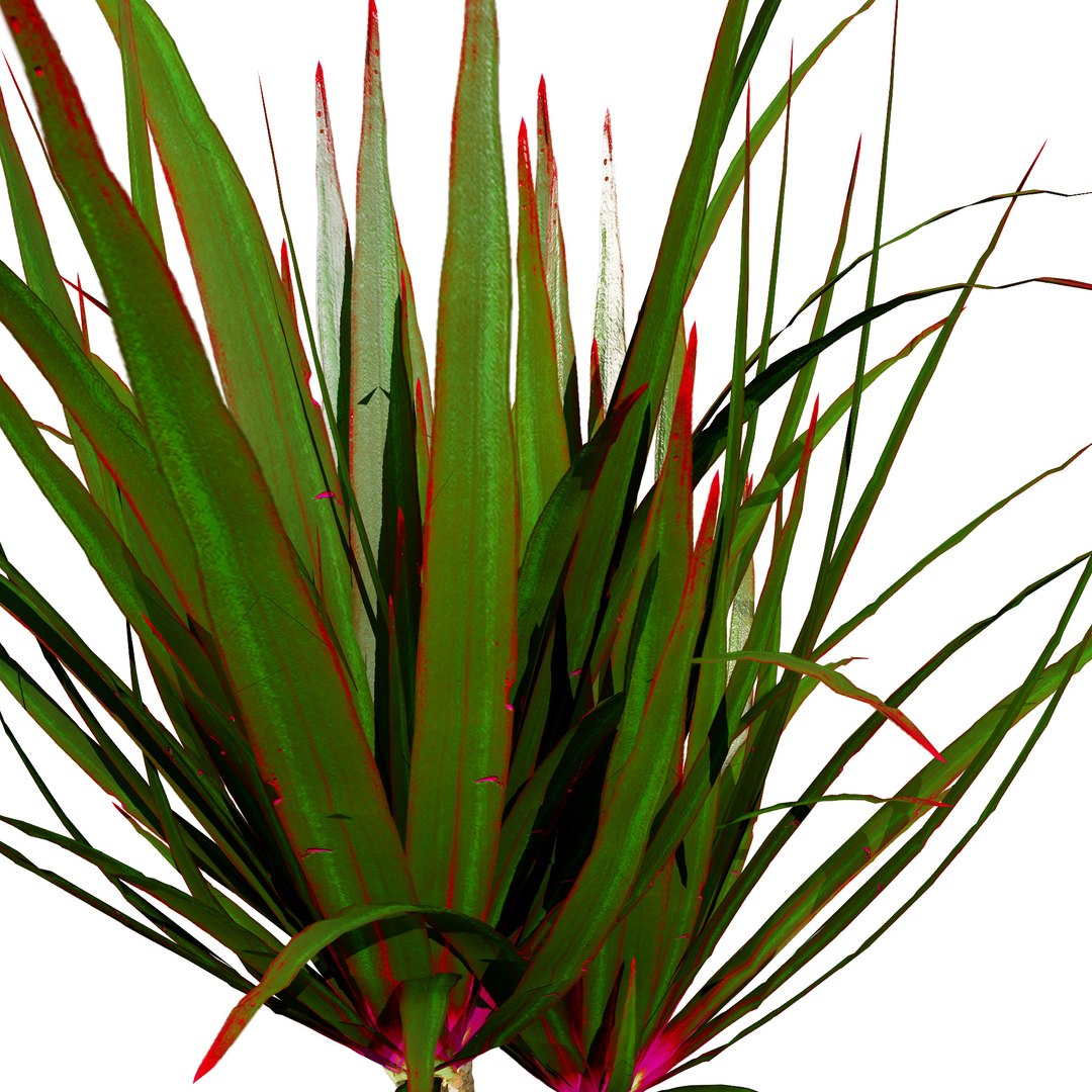 Dragon Palm Tree Collection Model - TurboSquid 2256969