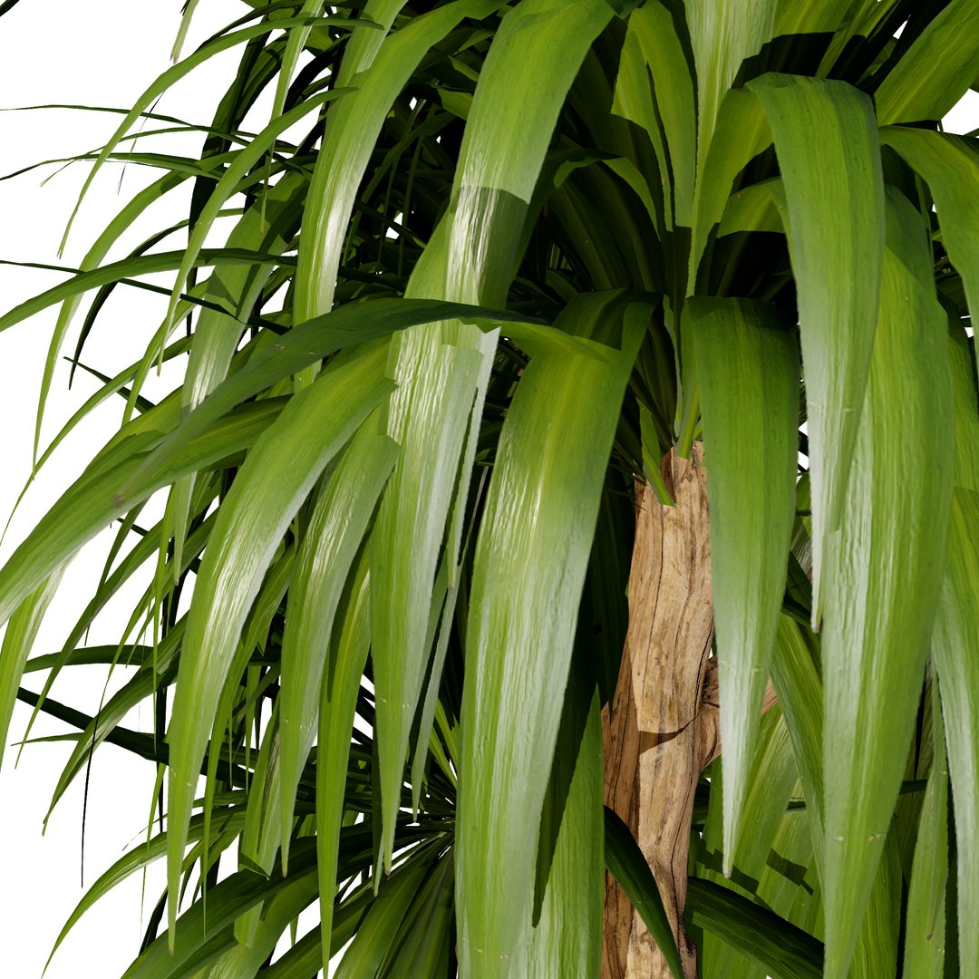 Dragon Palm Tree Collection Model - TurboSquid 2256969