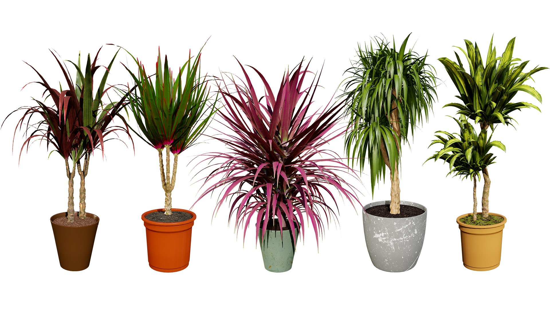 Dragon Palm Tree Collection Model - TurboSquid 2256969