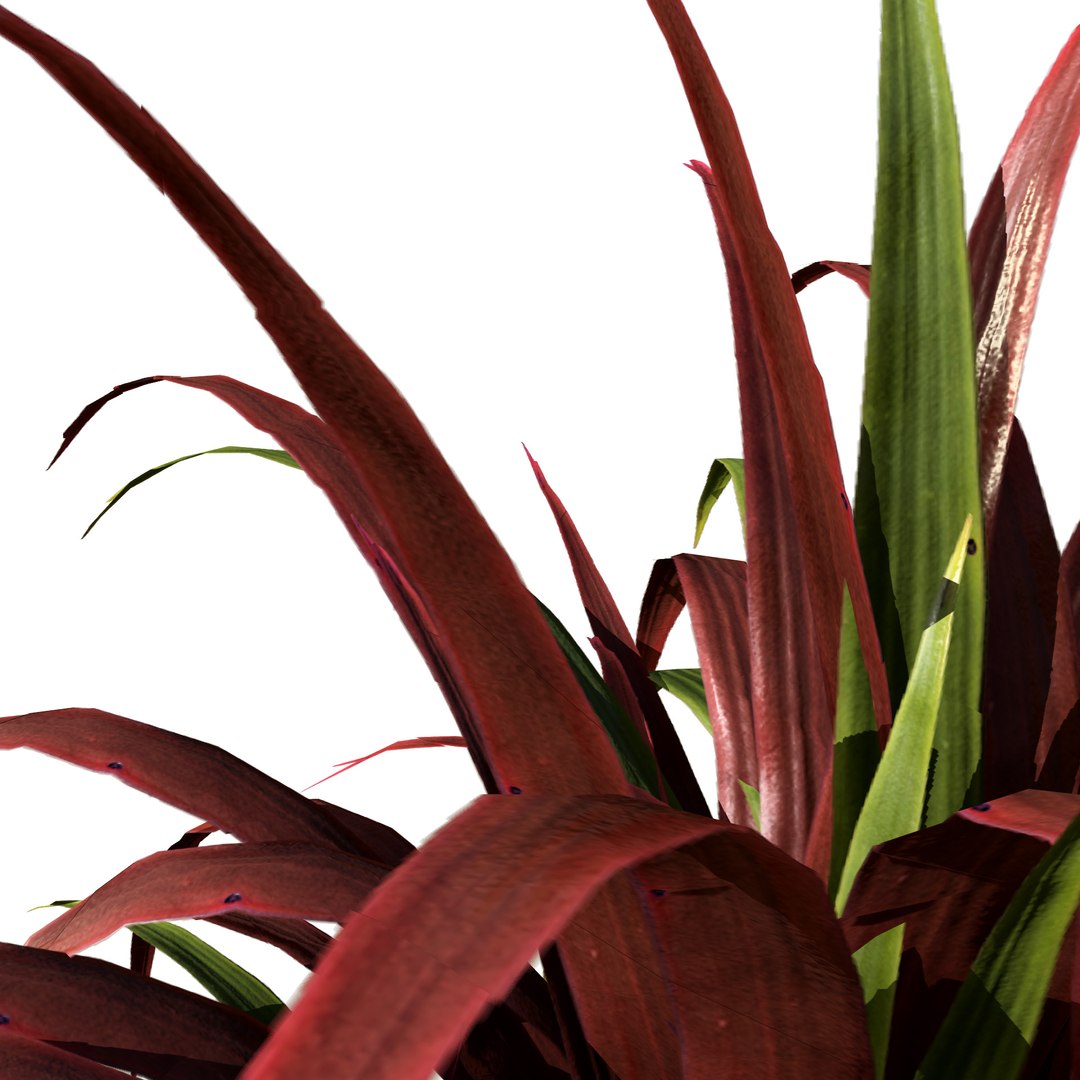 Dragon Palm Tree Collection Model - TurboSquid 2256969