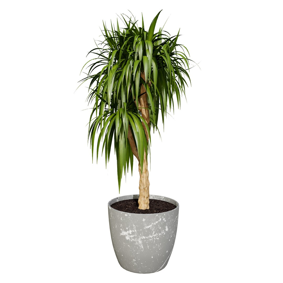 Dragon Palm Tree Collection Model - TurboSquid 2256969