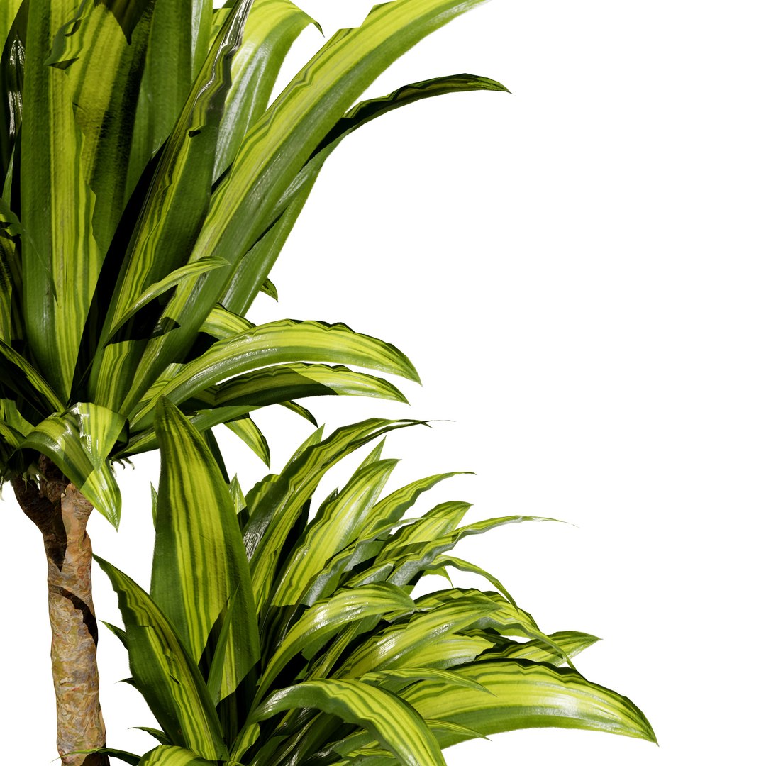 Dragon Palm Tree Collection Model - TurboSquid 2256969