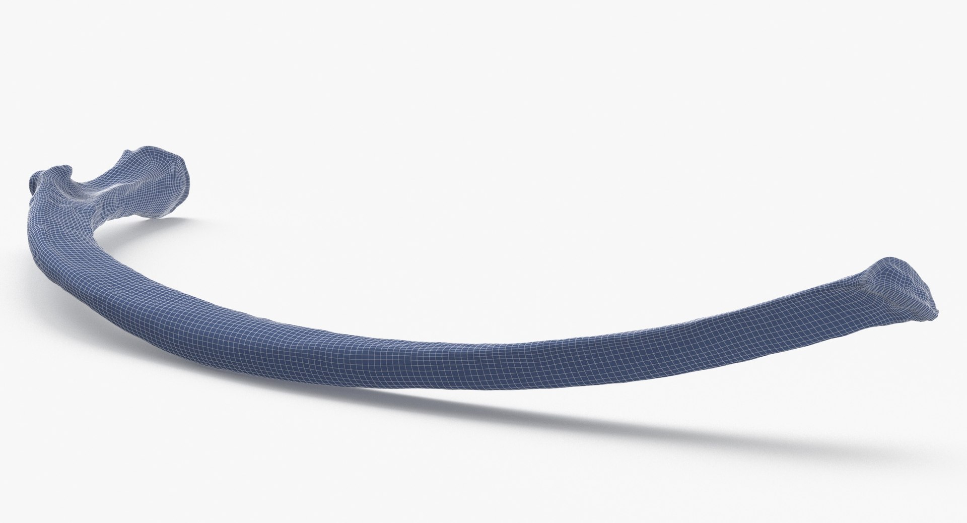 3D Model Kangaroo Red Necked Wallaby Rib T10 - TurboSquid 2069492