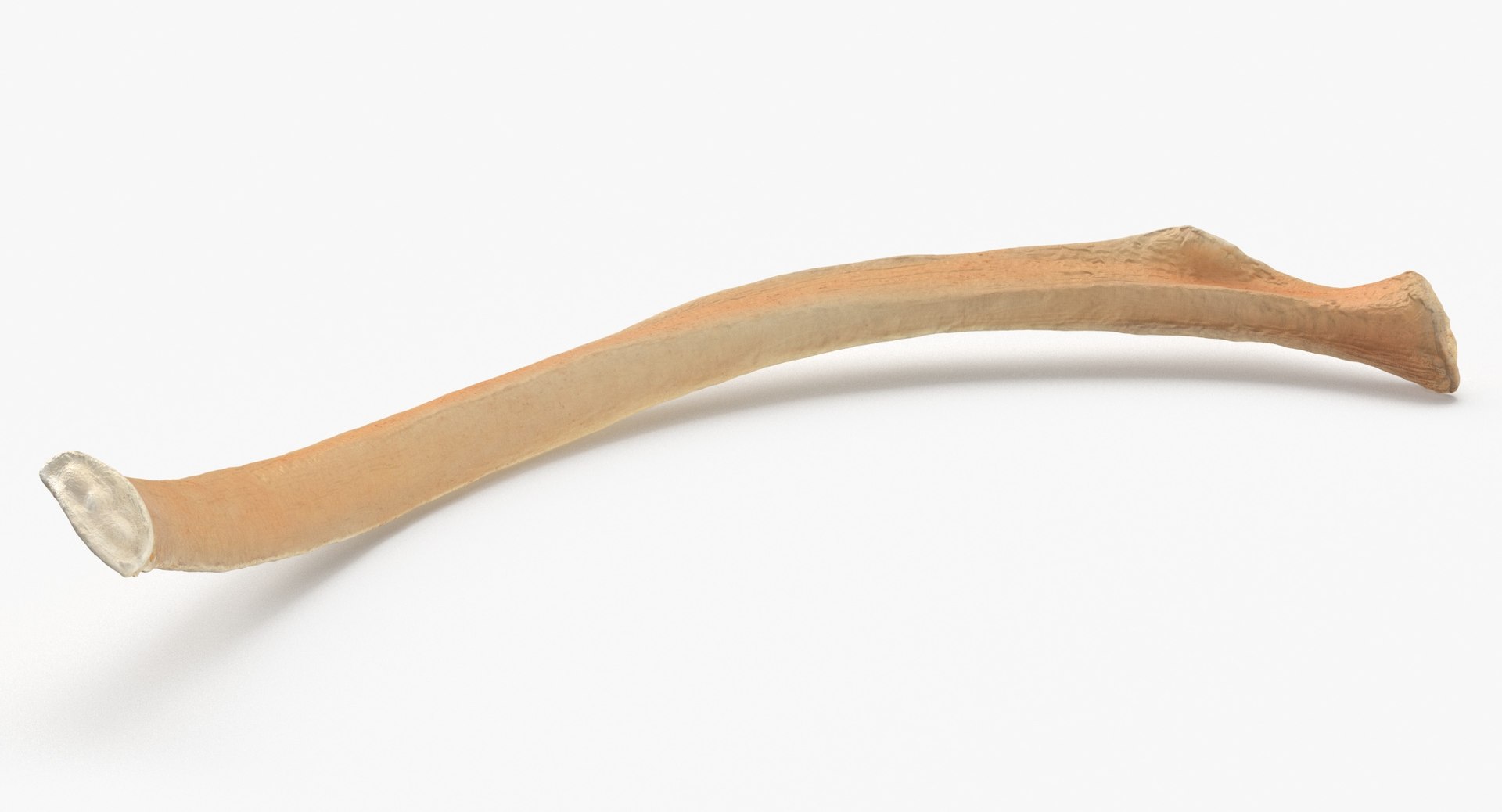 3D Model Kangaroo Red Necked Wallaby Rib T10 - TurboSquid 2069492