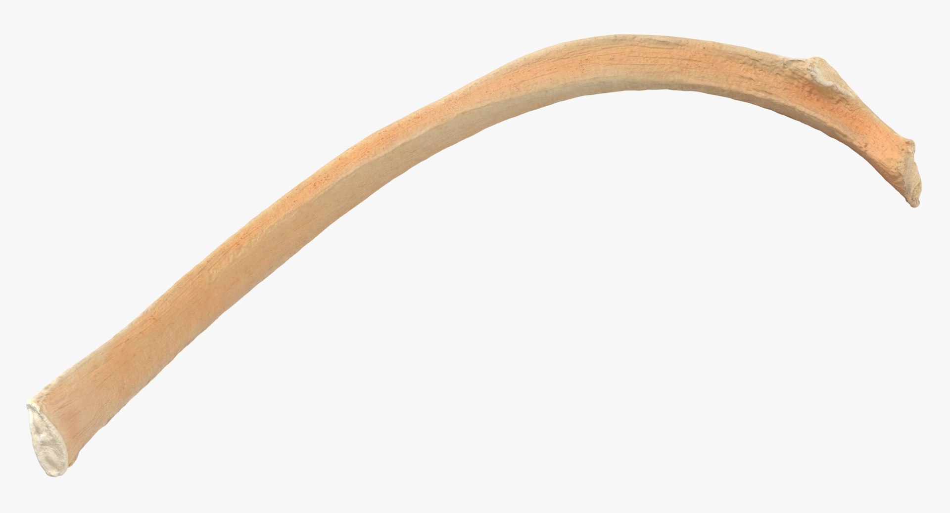 3D Model Kangaroo Red Necked Wallaby Rib T10 - TurboSquid 2069492