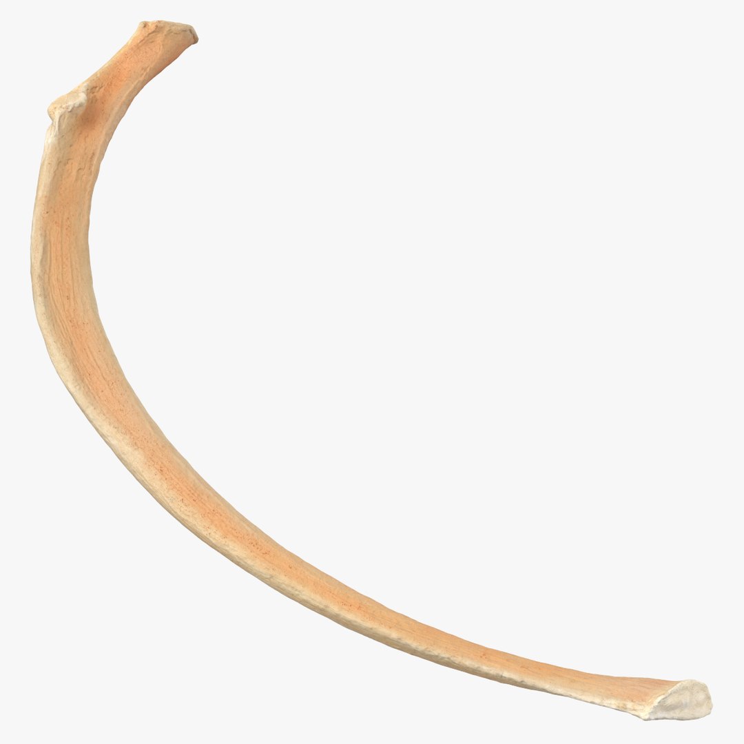 3D model Kangaroo Red Necked Wallaby Rib T10 - TurboSquid 2069492