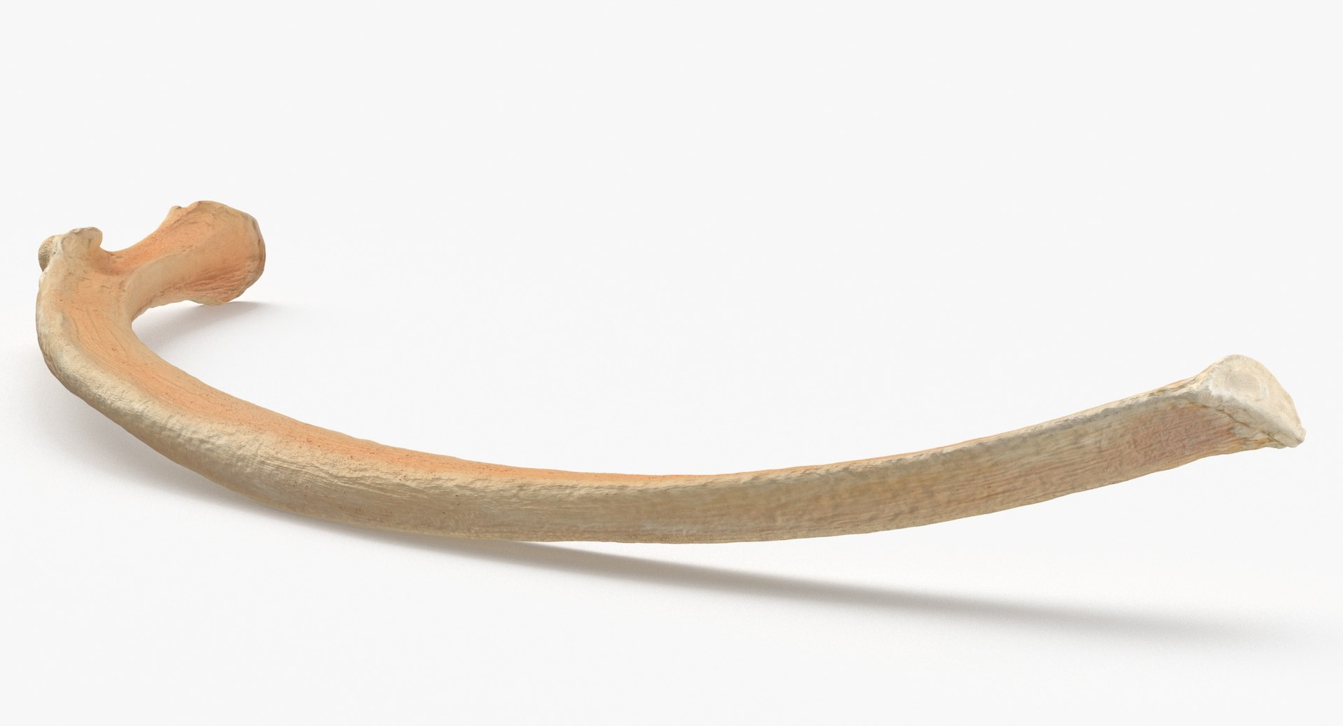 3D Model Kangaroo Red Necked Wallaby Rib T10 - TurboSquid 2069492