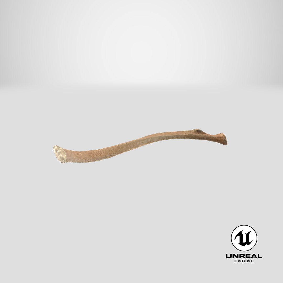 3D Model Kangaroo Red Necked Wallaby Rib T10 - TurboSquid 2069492