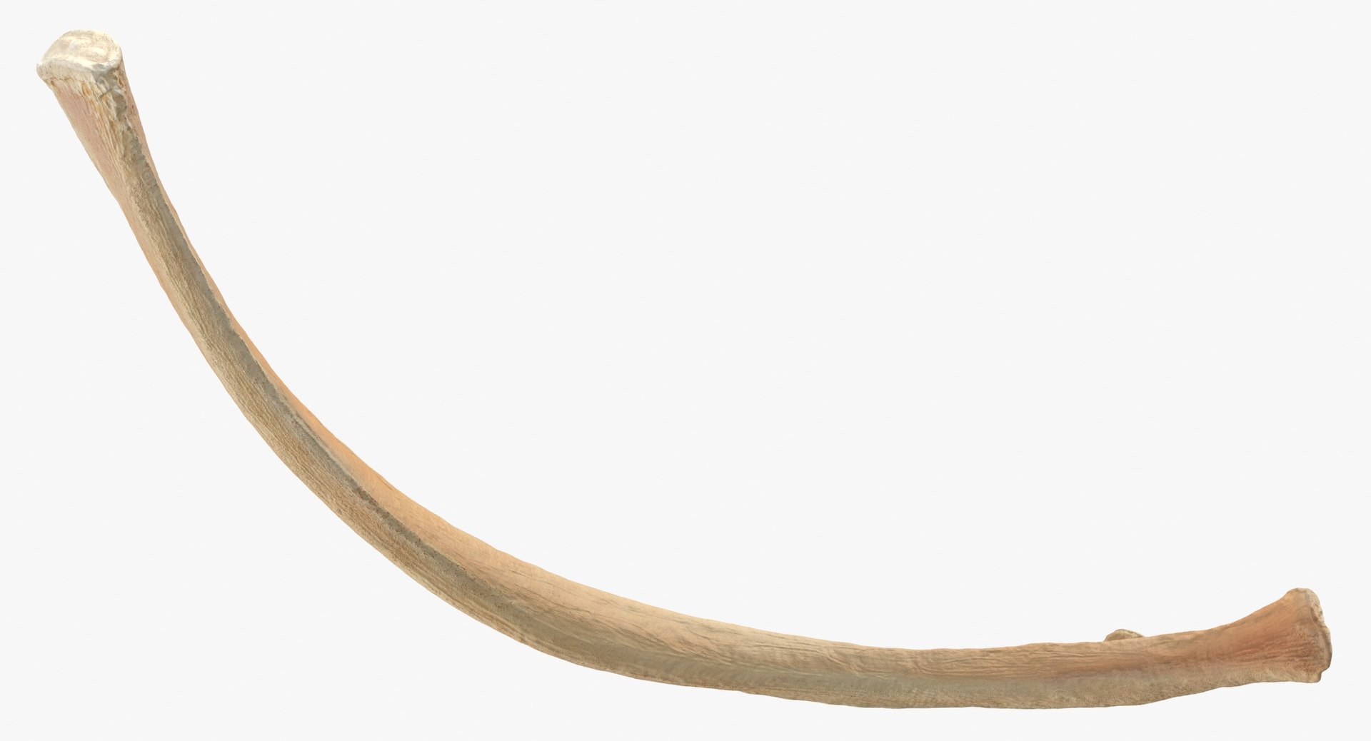 3D Model Kangaroo Red Necked Wallaby Rib T10 - TurboSquid 2069492