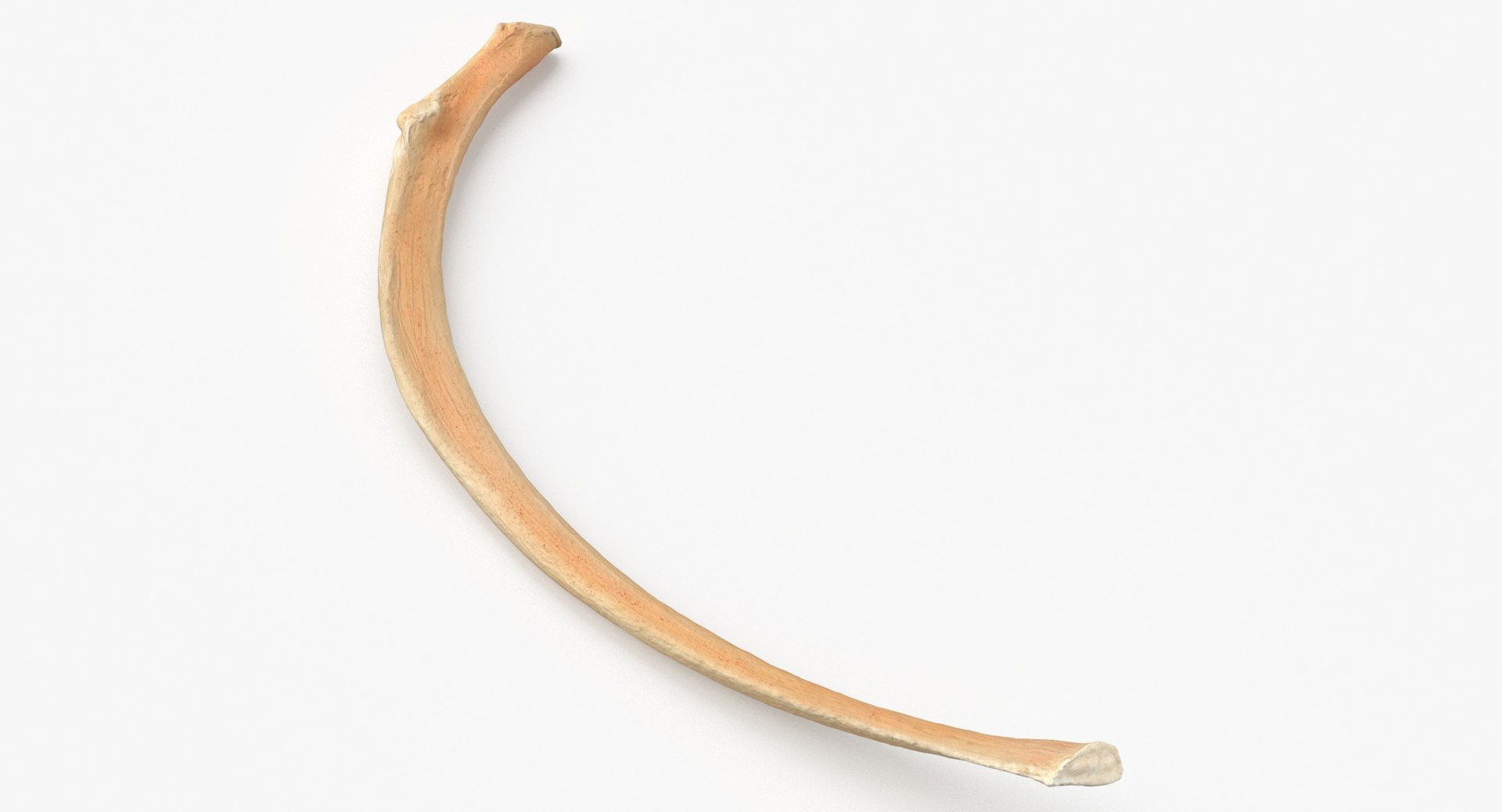 3D model Kangaroo Red Necked Wallaby Rib T10 - TurboSquid 2069492