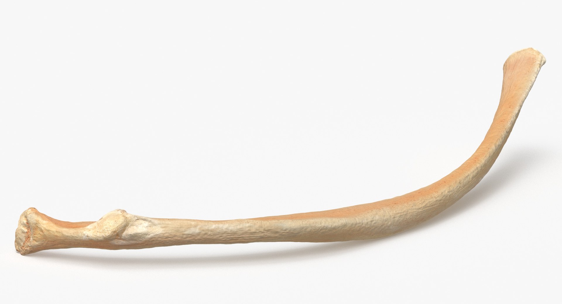 3D Model Kangaroo Red Necked Wallaby Rib T10 - TurboSquid 2069492