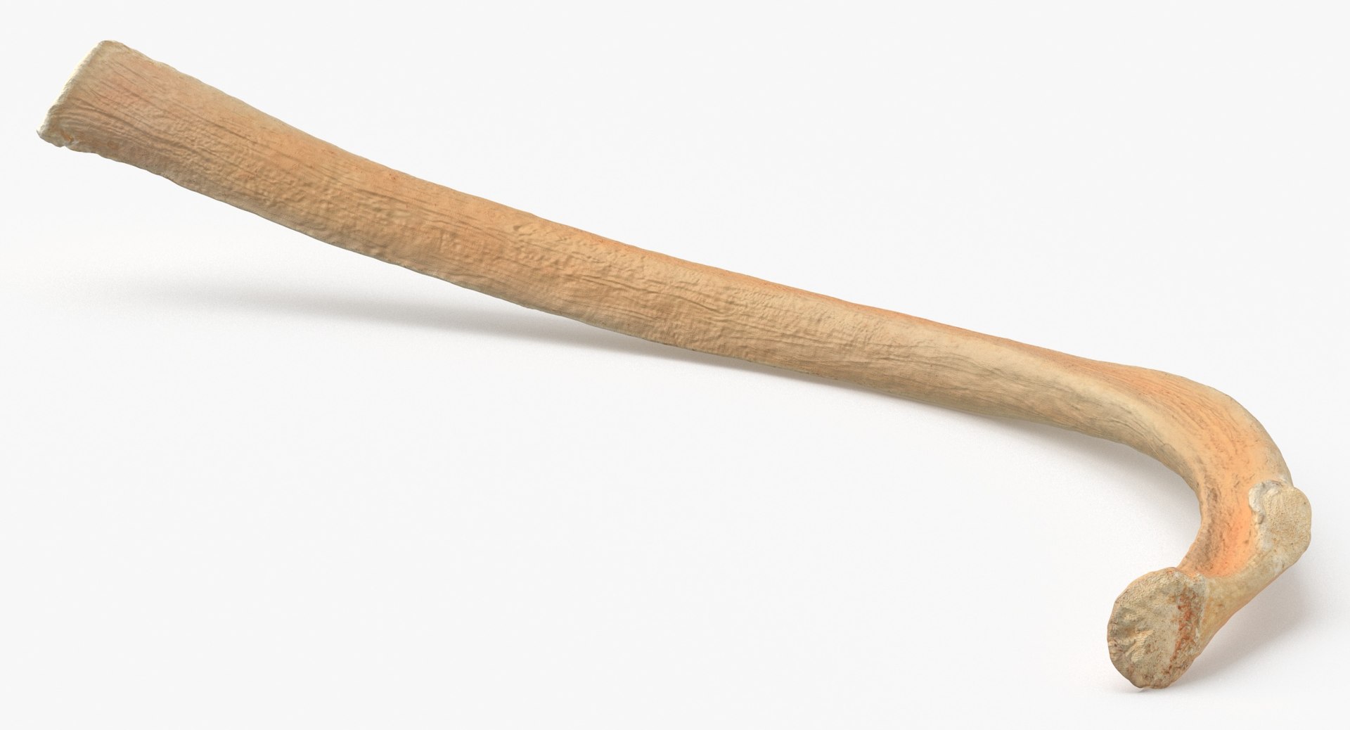 3D Model Kangaroo Red Necked Wallaby Rib T10 - TurboSquid 2069492