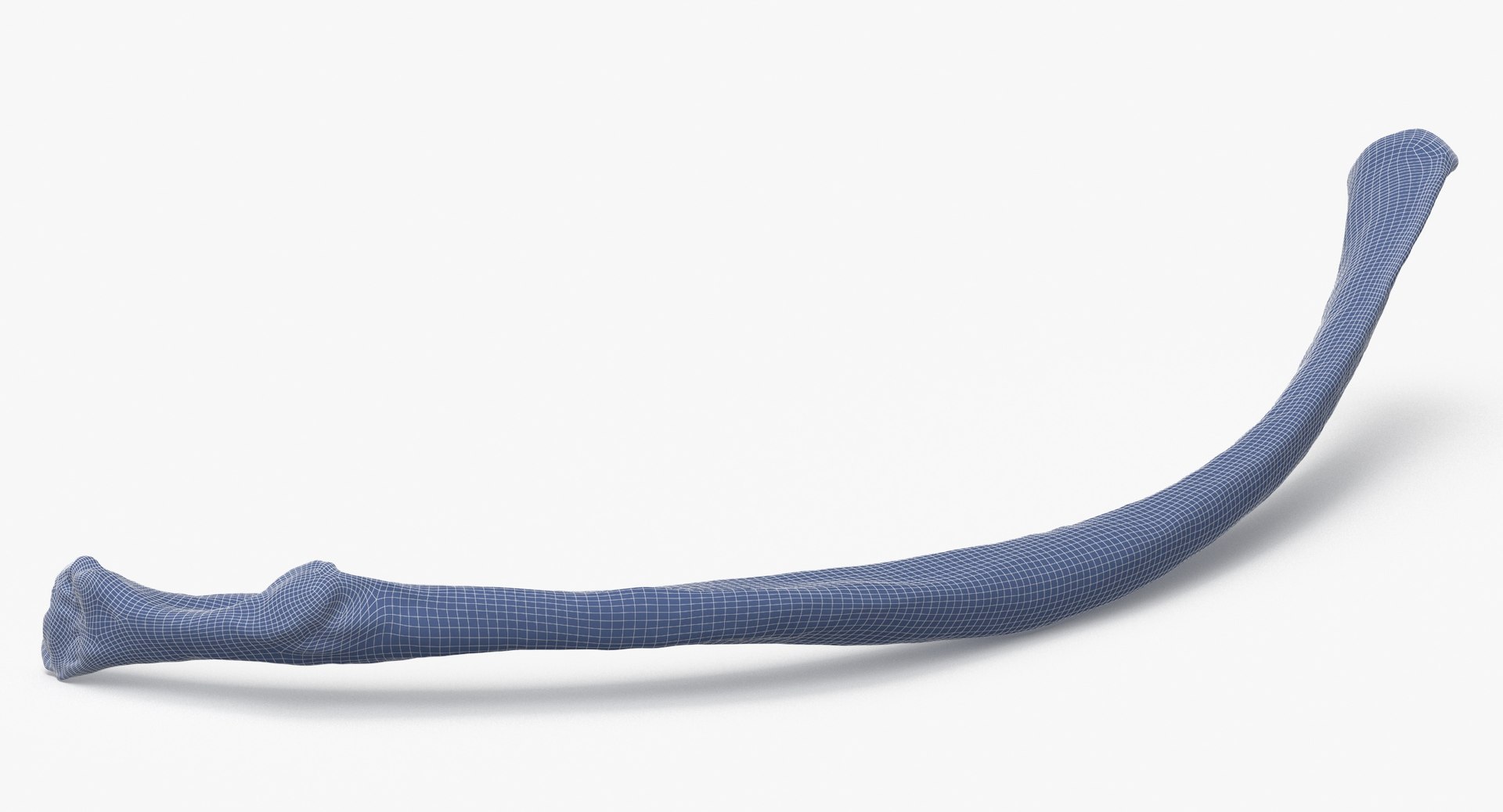 3D Model Kangaroo Red Necked Wallaby Rib T10 - TurboSquid 2069492