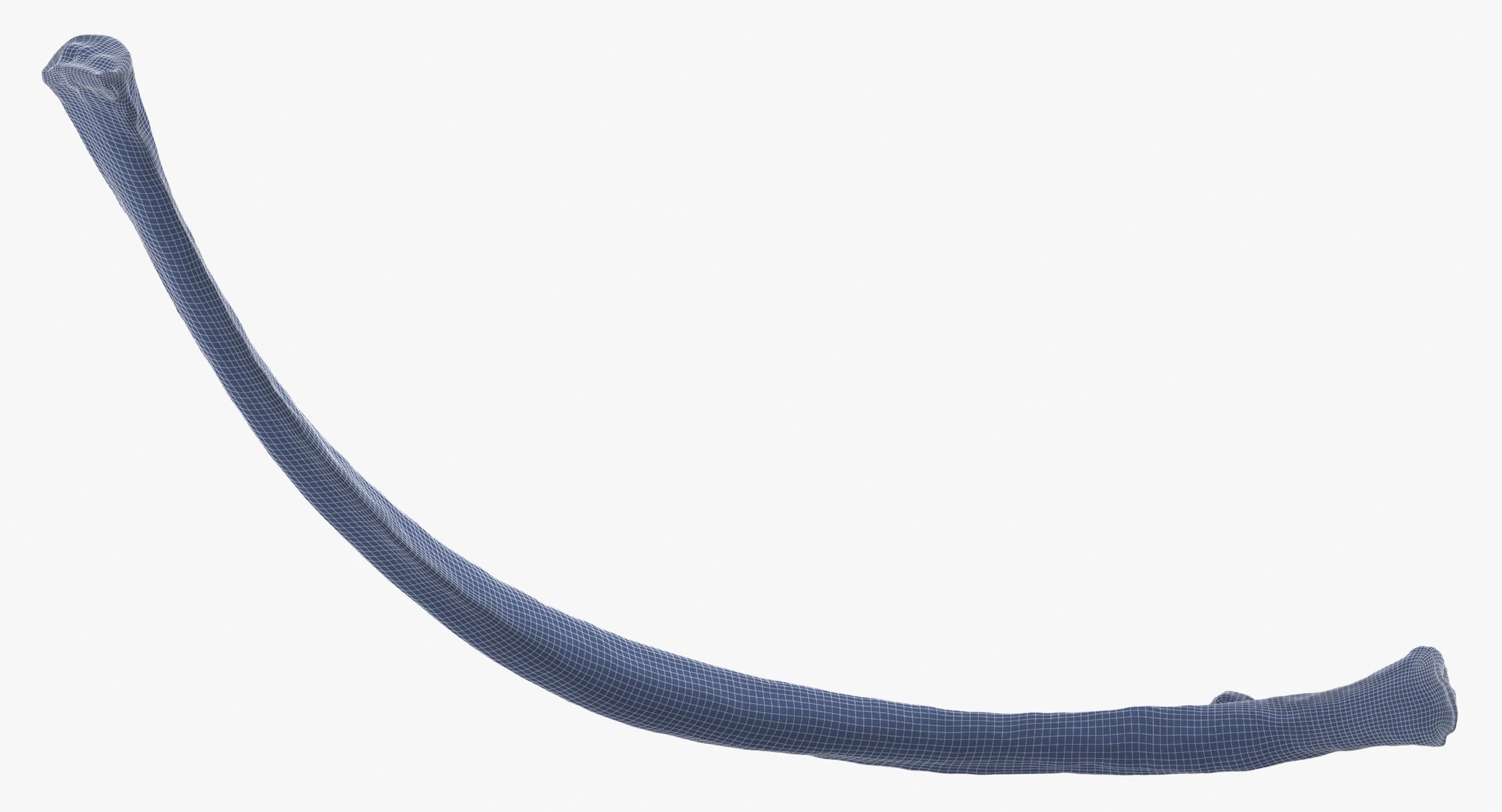 3D Model Kangaroo Red Necked Wallaby Rib T10 - TurboSquid 2069492