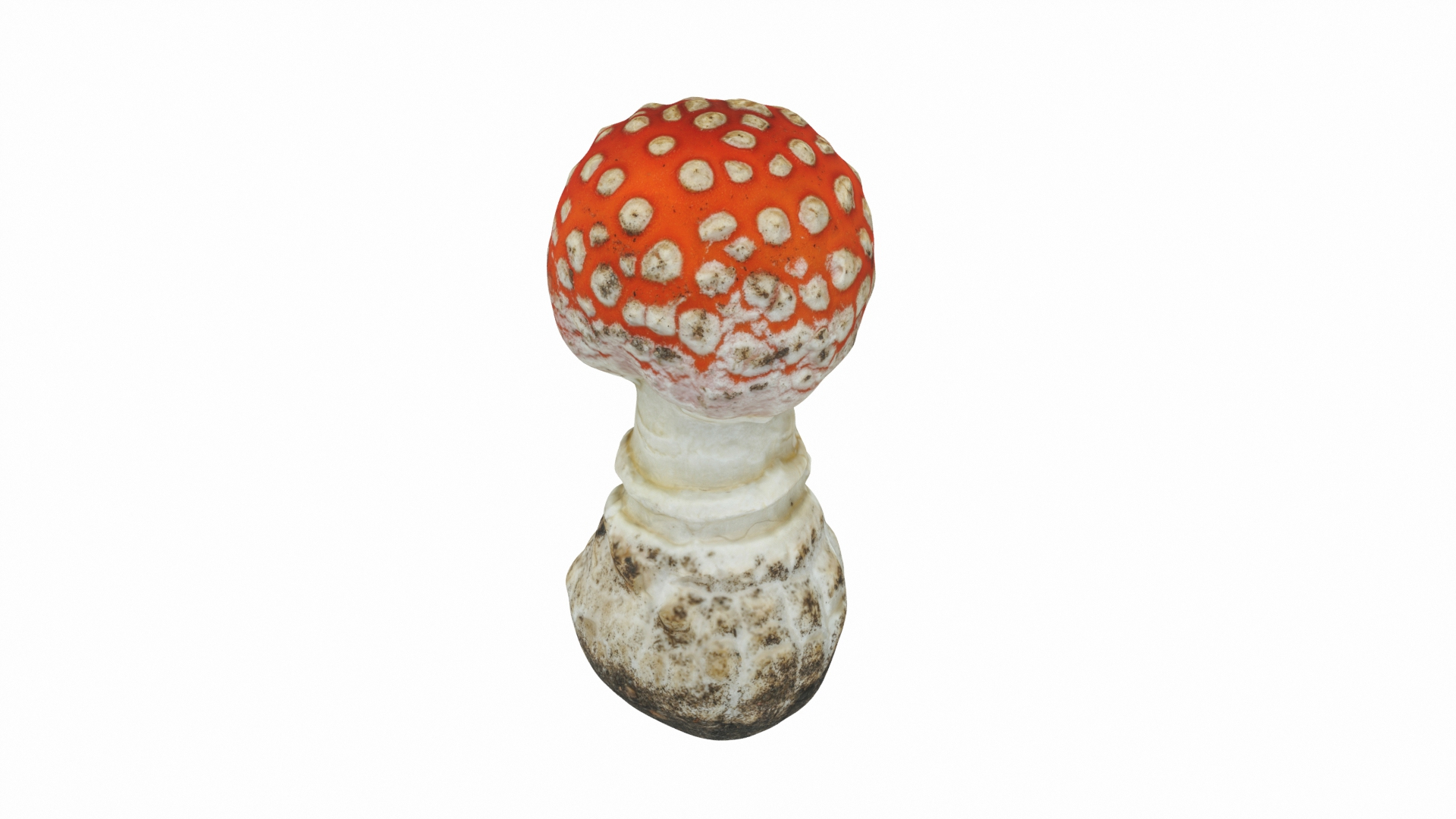 Toadstool 3D model - TurboSquid 1803753