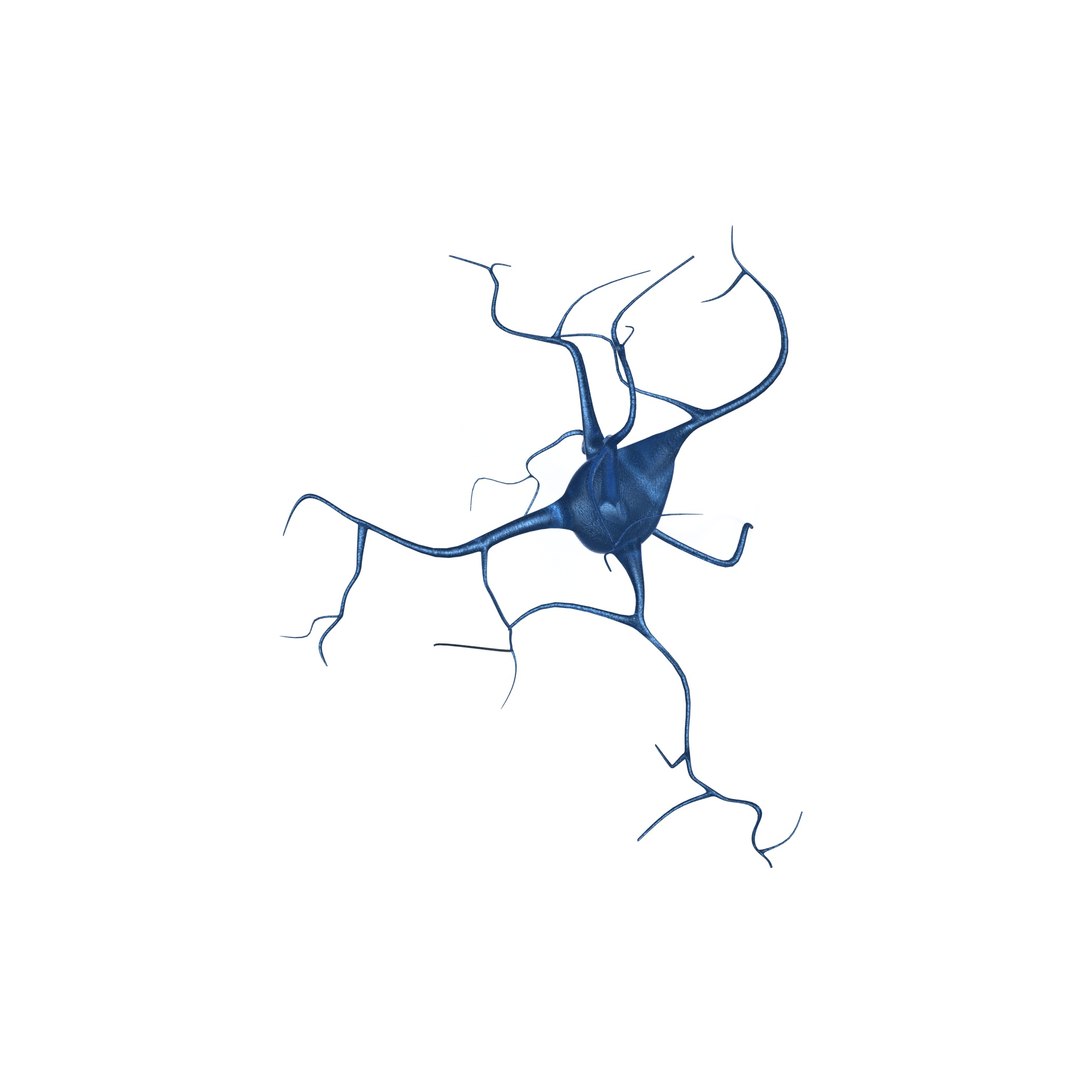 Neuron Cells 3d Model