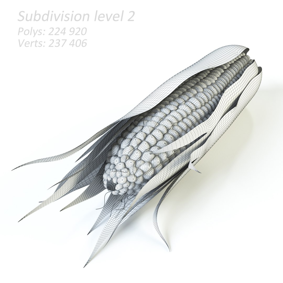 3d Realistic Corn