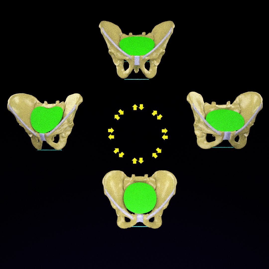 3D Pelvis types hip bone labelled detailed - TurboSquid 2044764
