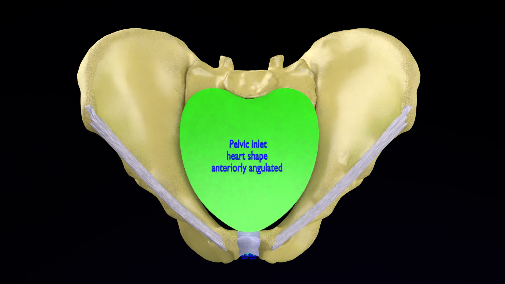 3D Pelvis types hip bone labelled detailed - TurboSquid 2044764
