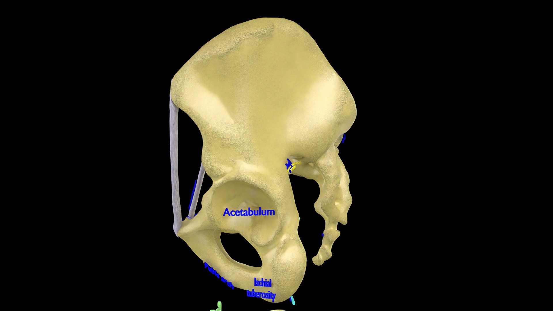 3D Pelvis Types Hip Bone Labelled Detailed - TurboSquid 2044764