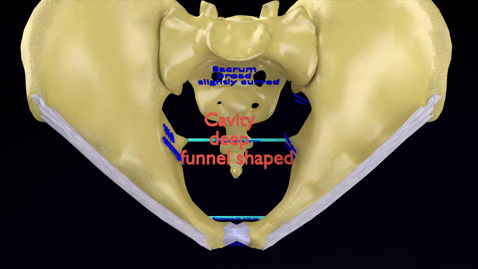 3D Pelvis Types Hip Bone Labelled Detailed - TurboSquid 2044764