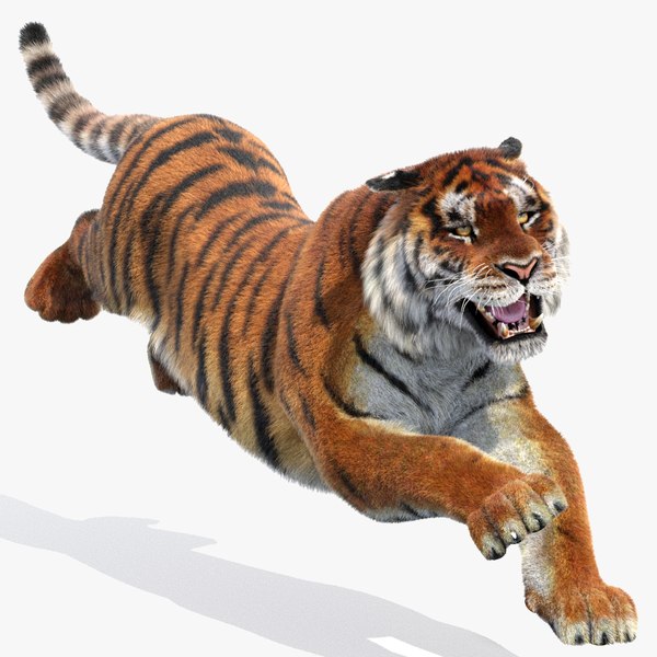 Tiger 3D Models for Download | TurboSquid