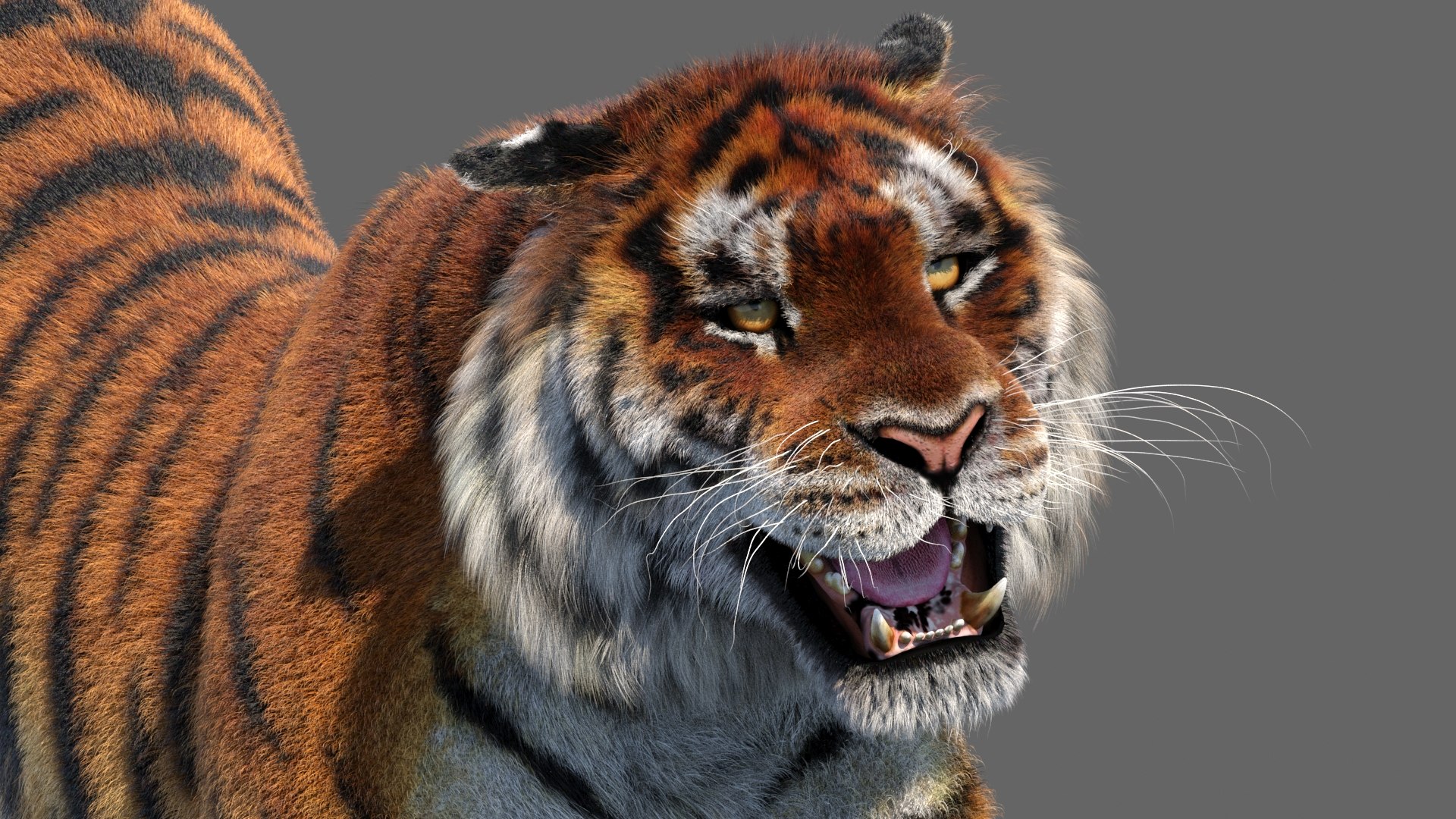 Amur Tiger Fur Cat 3d Model