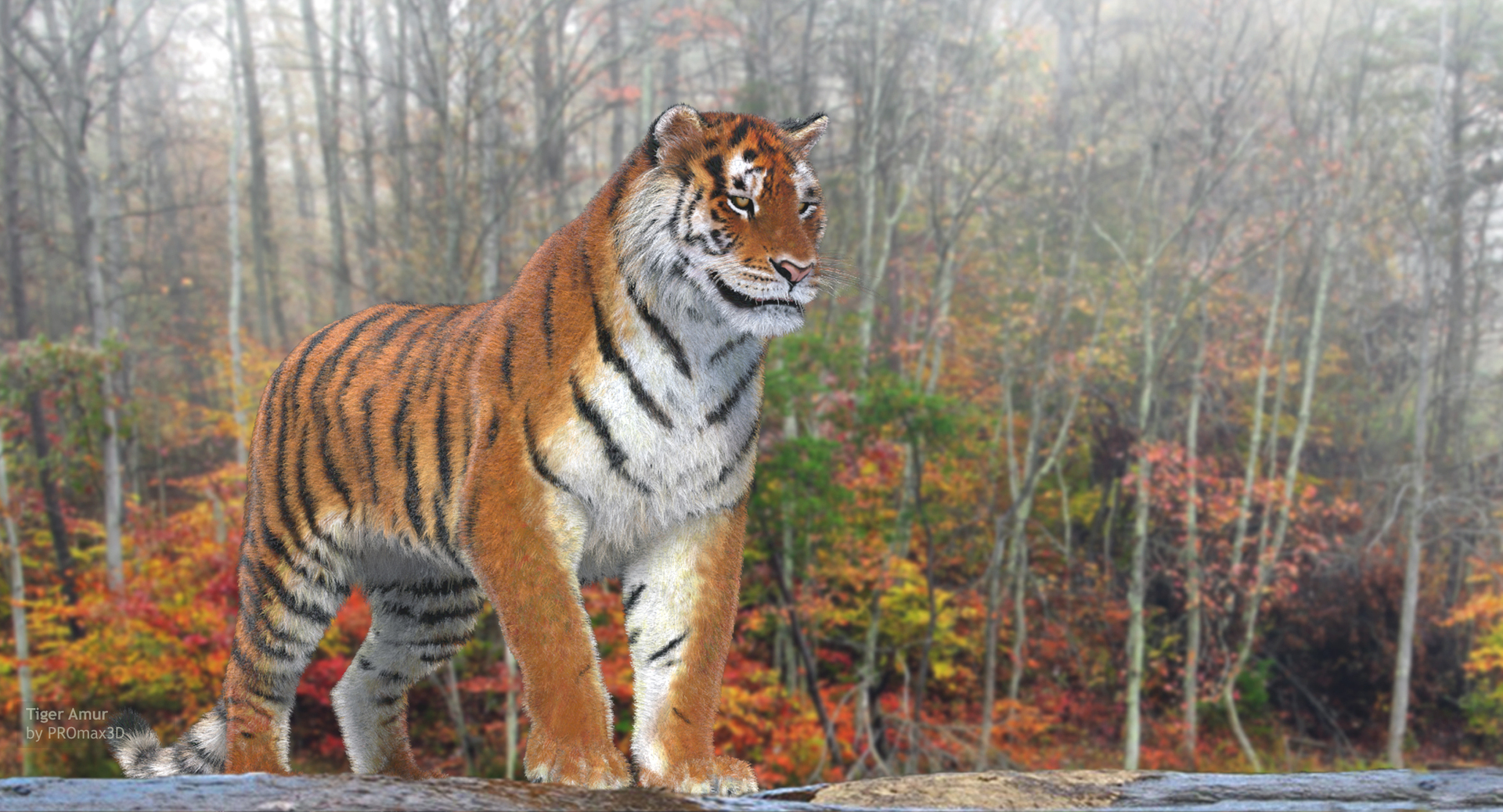 amur tiger fur cat 3d model