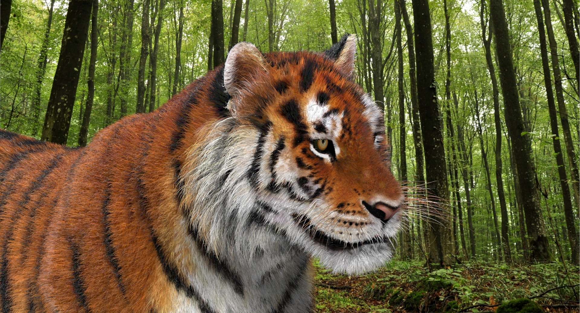 amur tiger fur cat 3d model