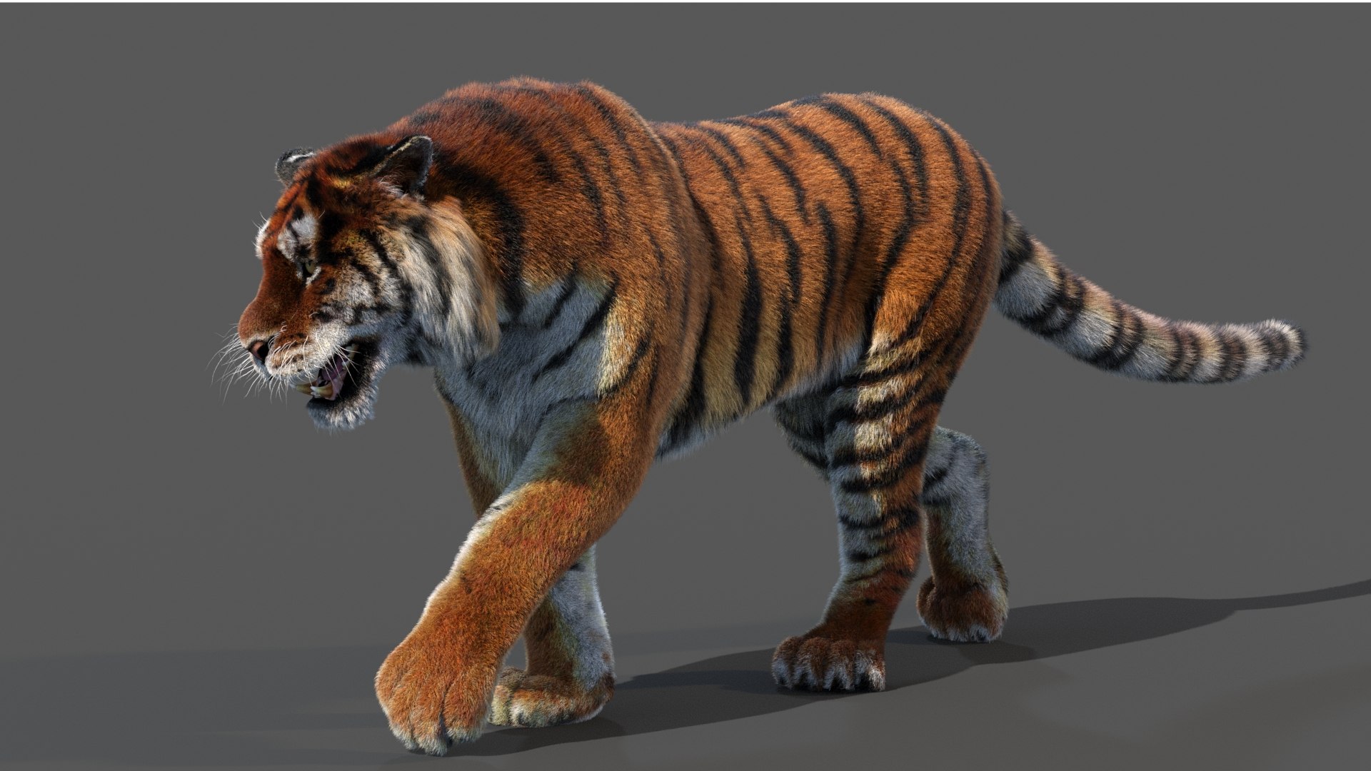 Amur Tiger Fur Cat 3d Model