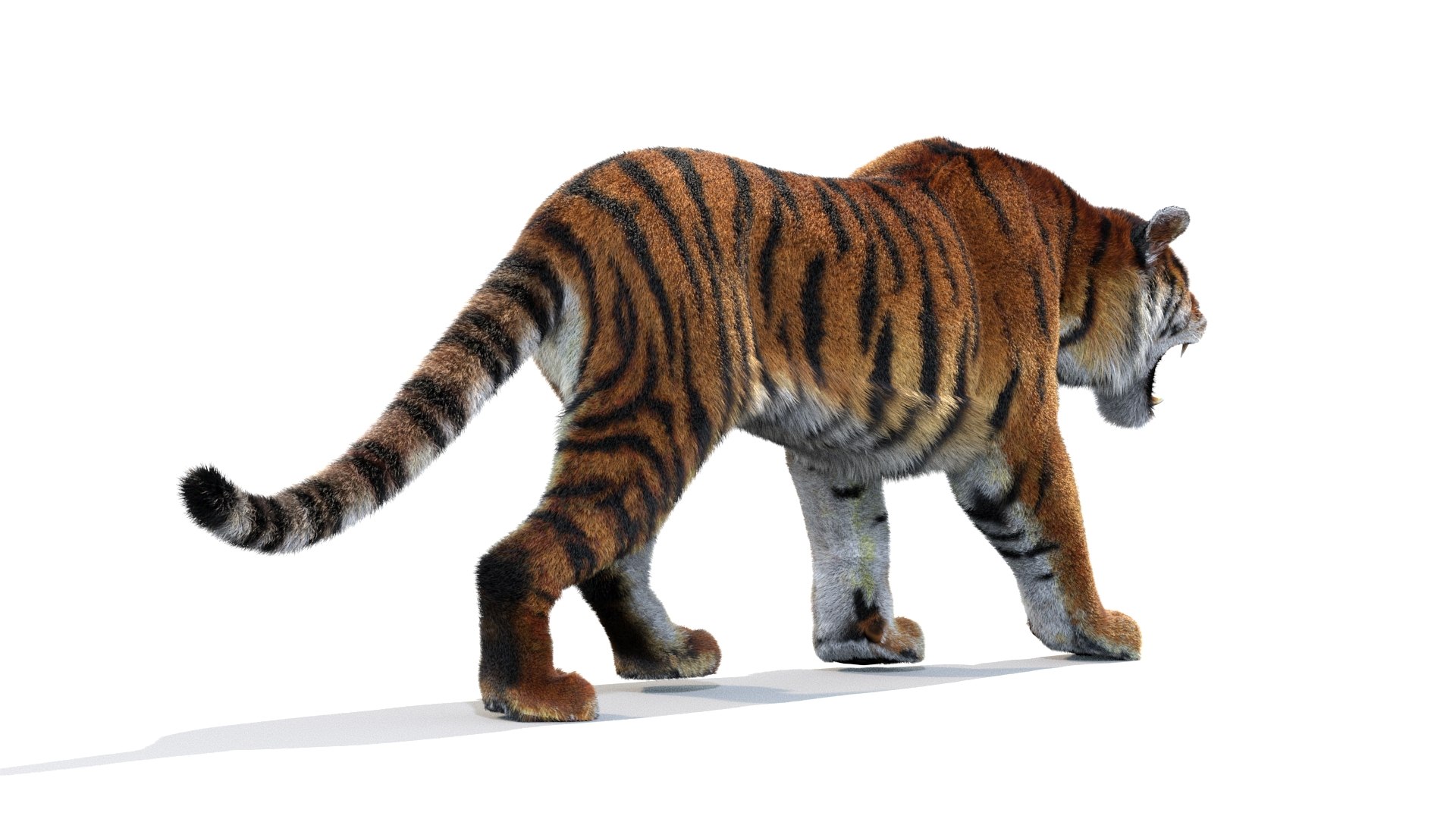 Amur Tiger Fur Cat 3d Model